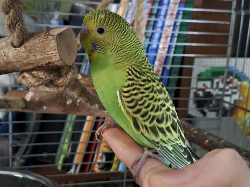 Волнистый попугай + клетка