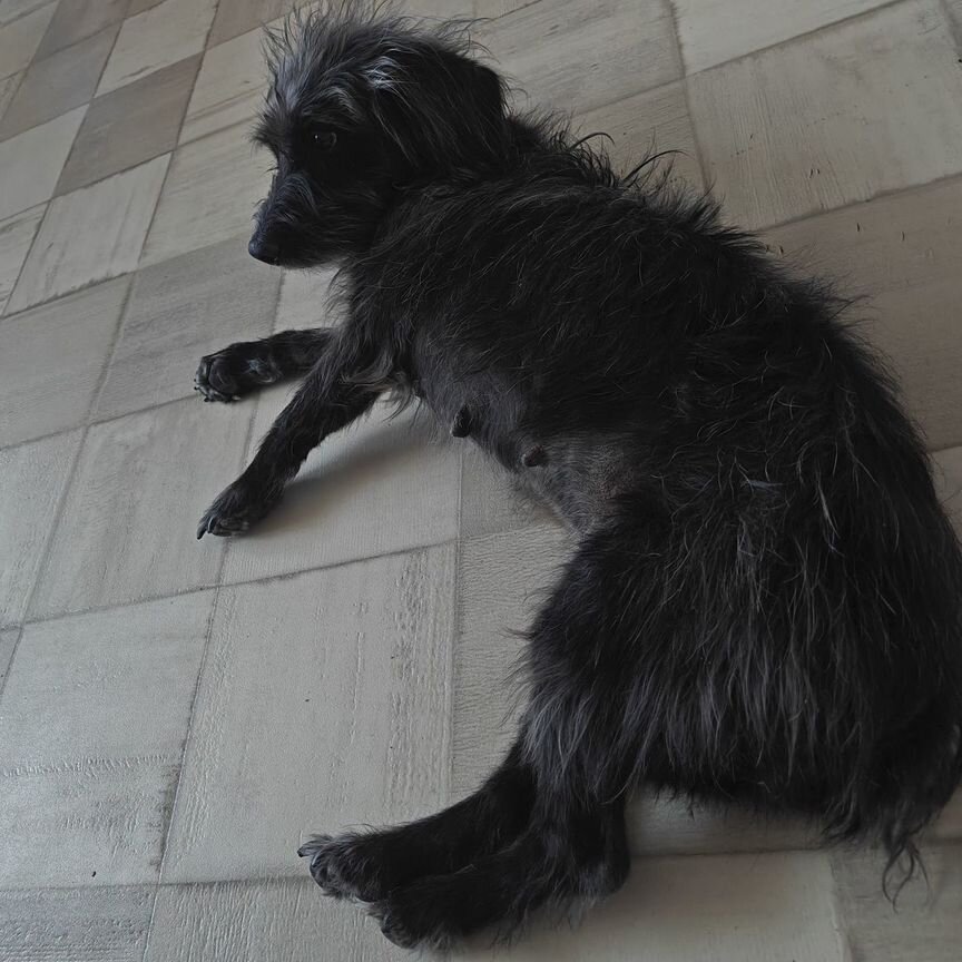 Взрослая собака в добрые руки