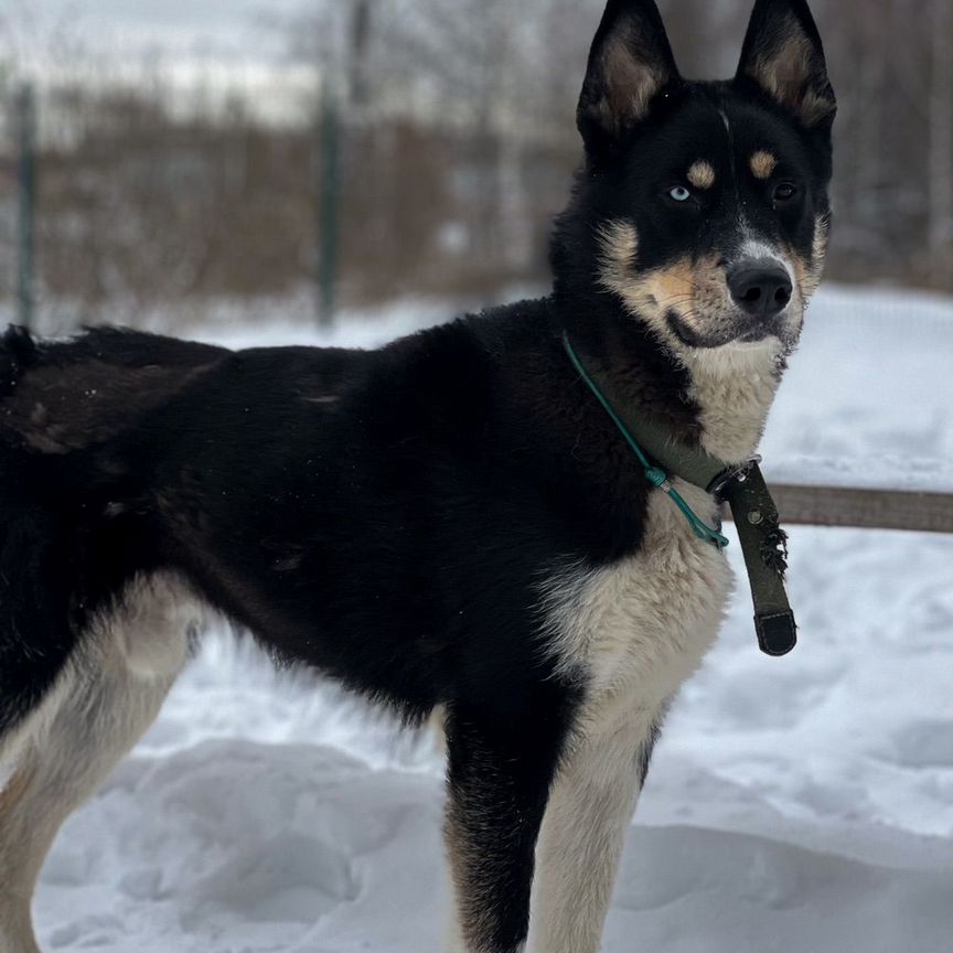 Собака в добрые руки