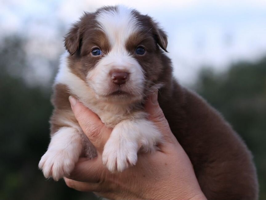 Австралийская овчарка, Аусси
