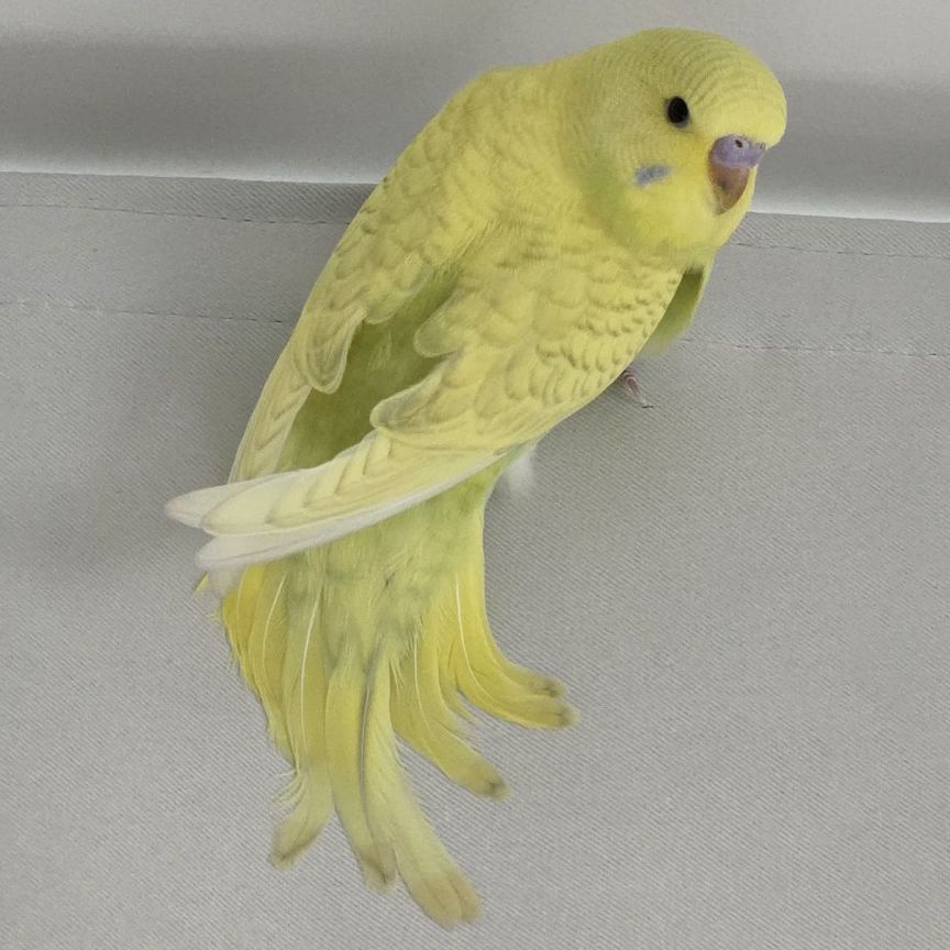 Попугай получех