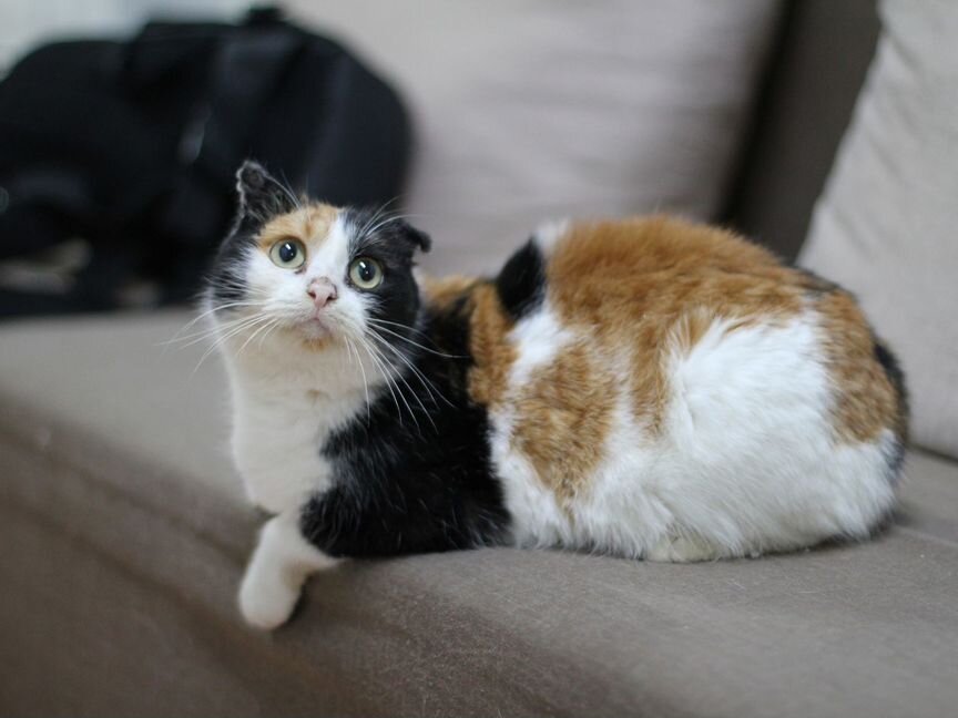 Много красивых котеек в добрые руки