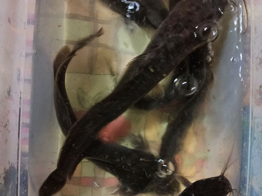 Сом африканский