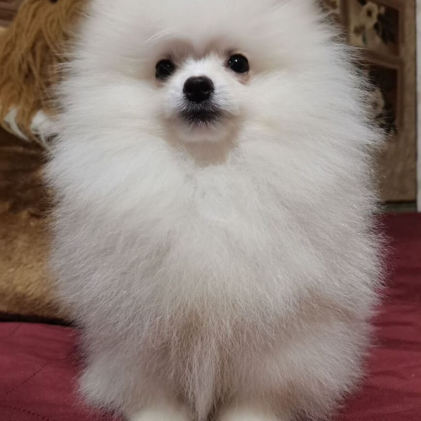 Померанский шпиц мини