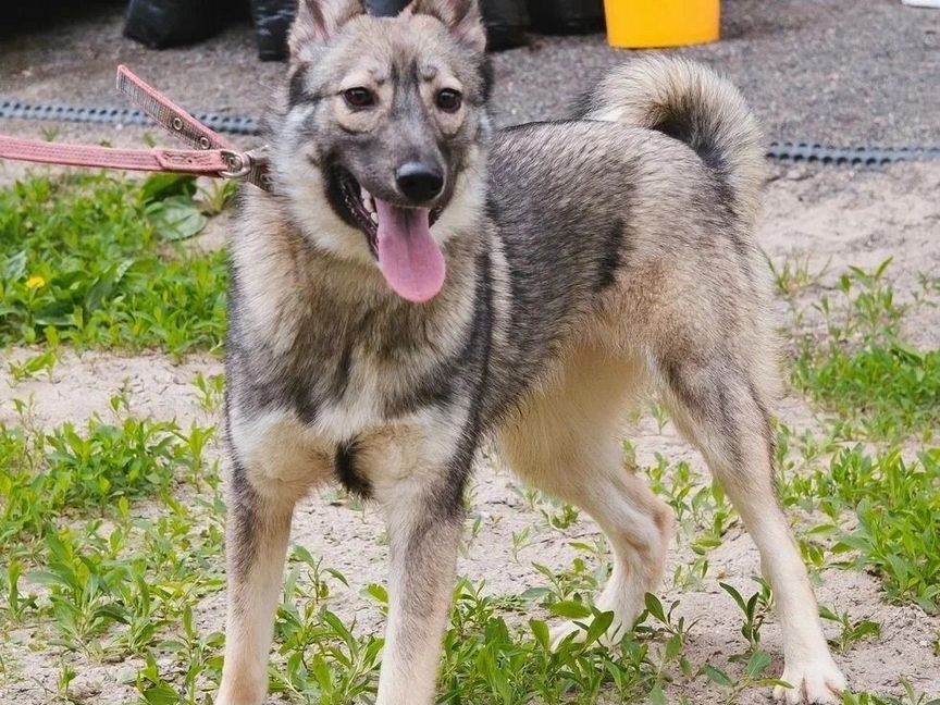 Отличные девочки-собачки ищут семьи