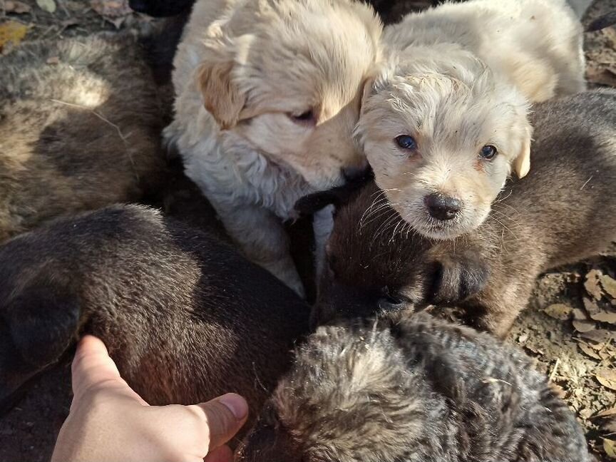 Щенки,собака, пёс