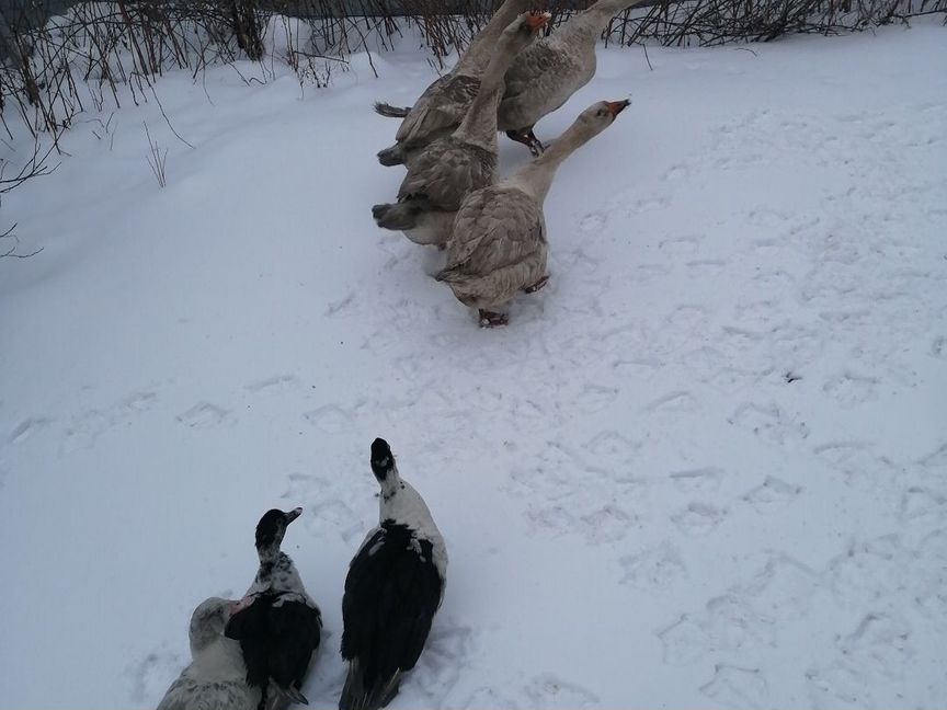 Гуси