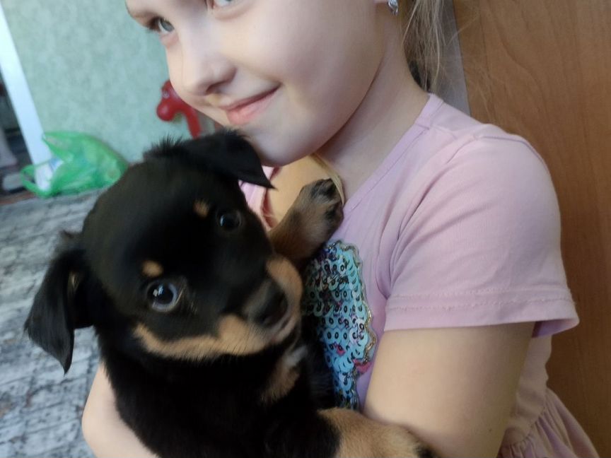 Щенки цвергпинчера