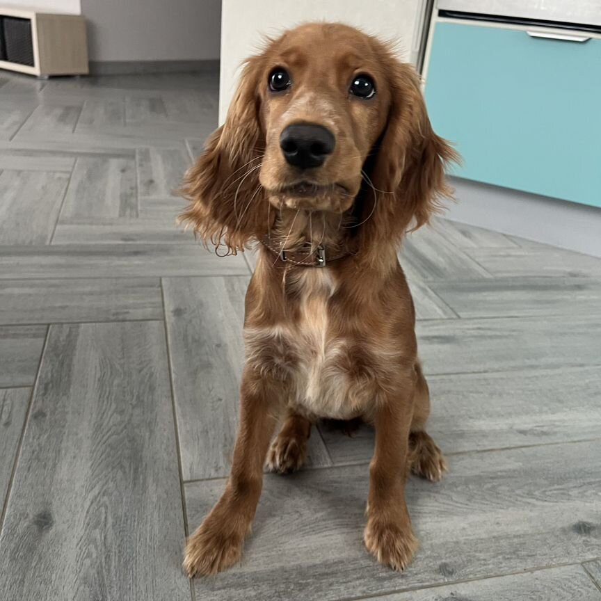 Русский охотничий спаниель, щенок