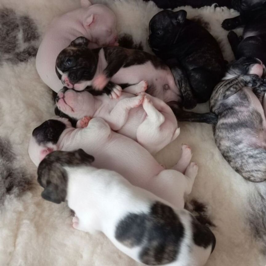 Французский бульдог, щенок