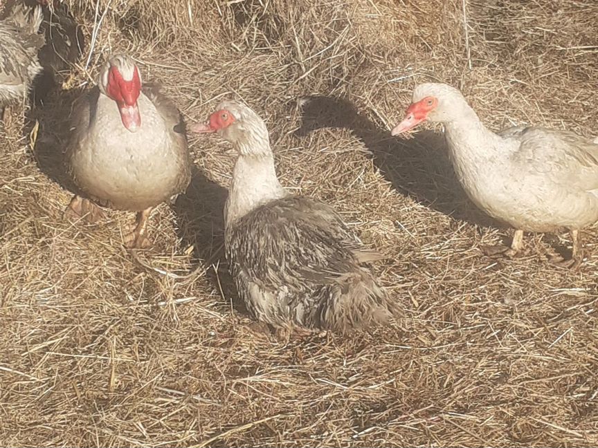 Индоутки на развод