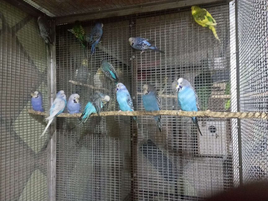 Волнистый попугай