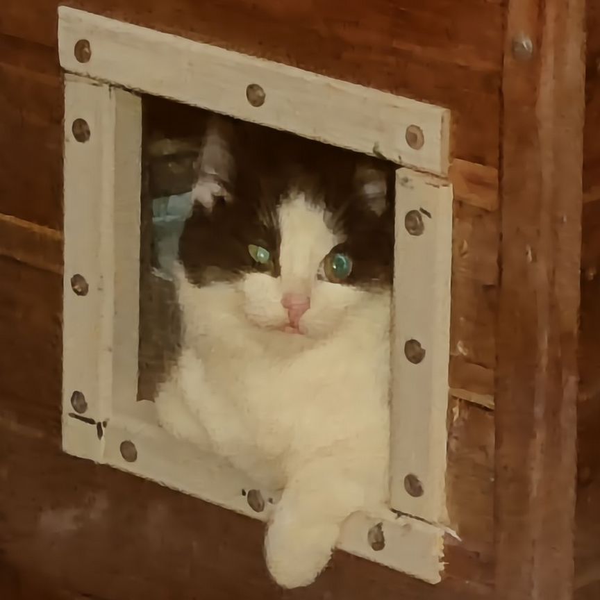 Котёнок в добрые руки