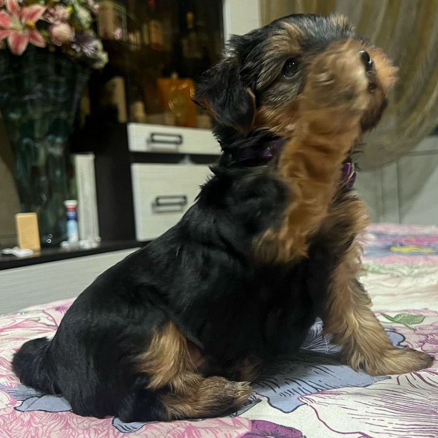 Йоркширский терьер