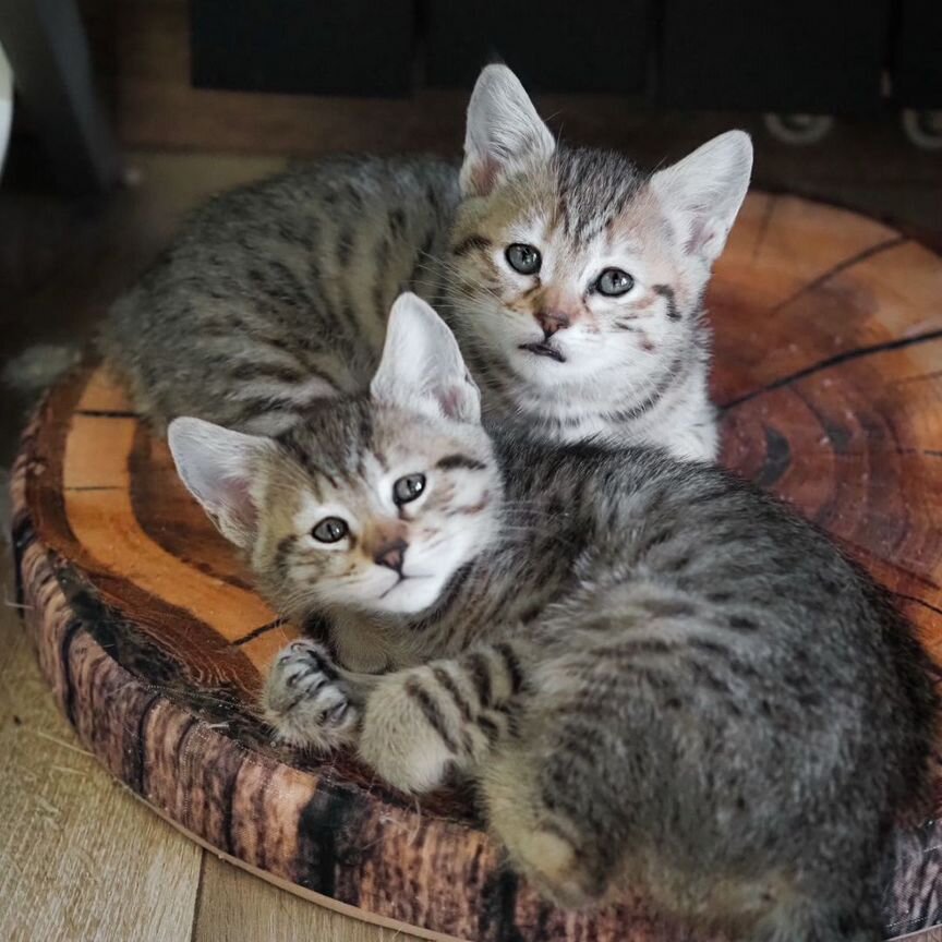 Пиксибоб кошечка