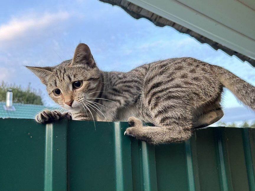 Черный котенок полупородистый