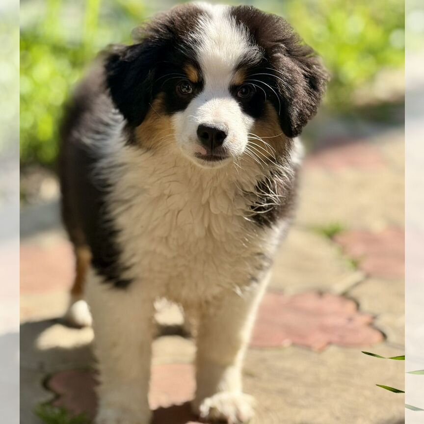 Миниатюрная американская овчарка, щенок