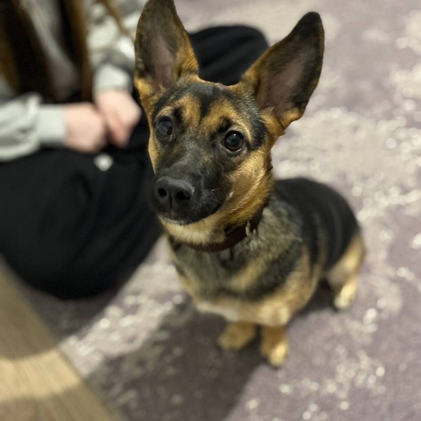 Английский той-терьер, щенок