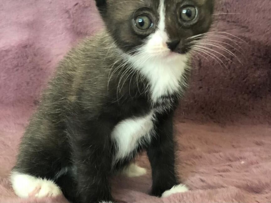 Котенок (мальчик)