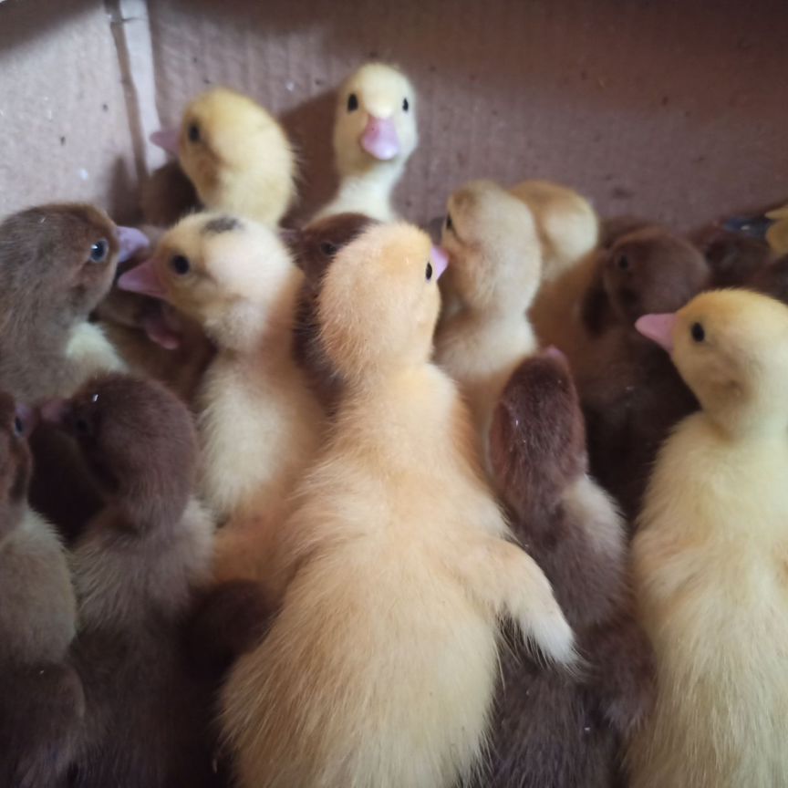 Индоутята тяжелой линии