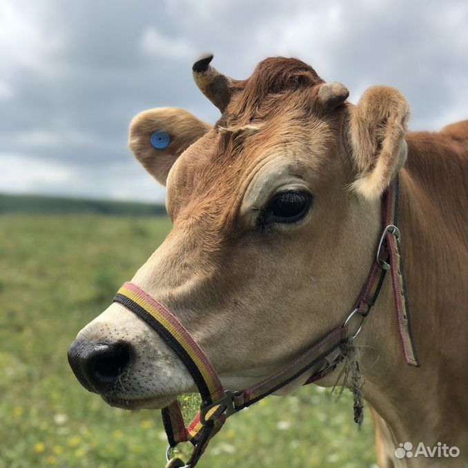 Джерсейская корова