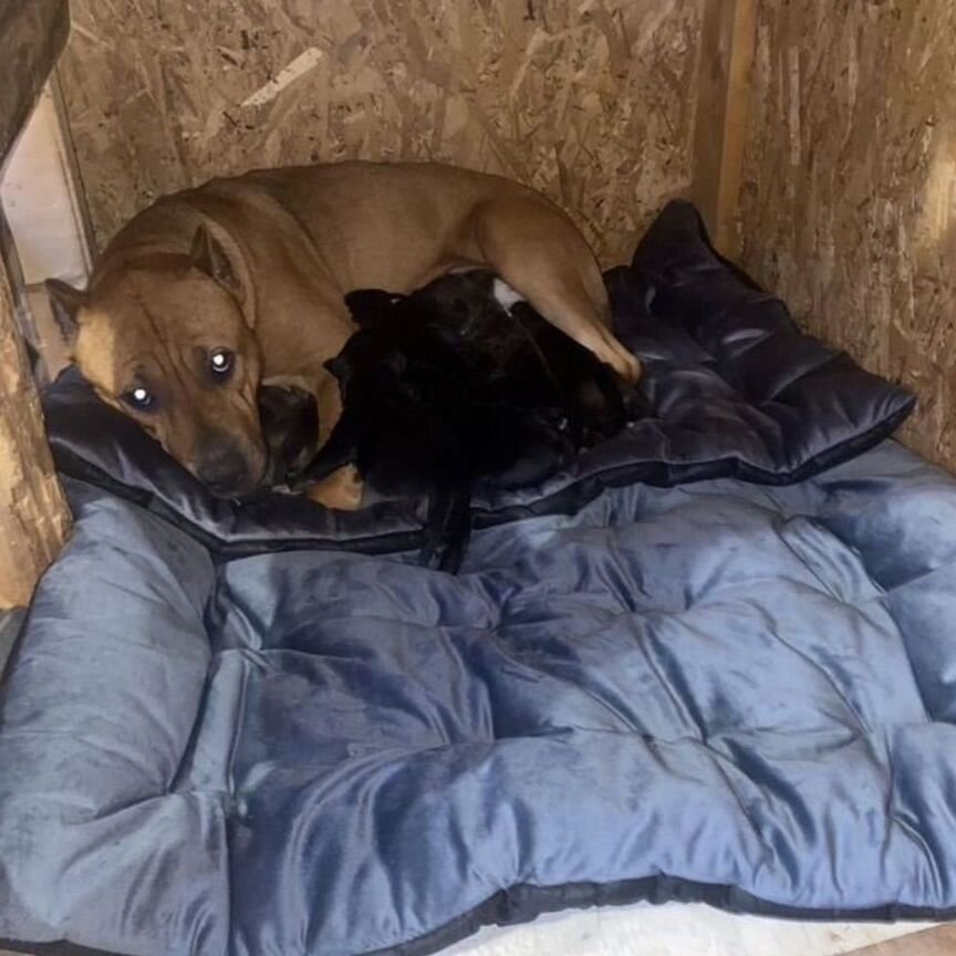 Стафоршидский терьер щенок (мальчик)