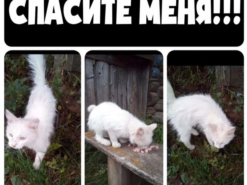 Белоснежный котик в опасности