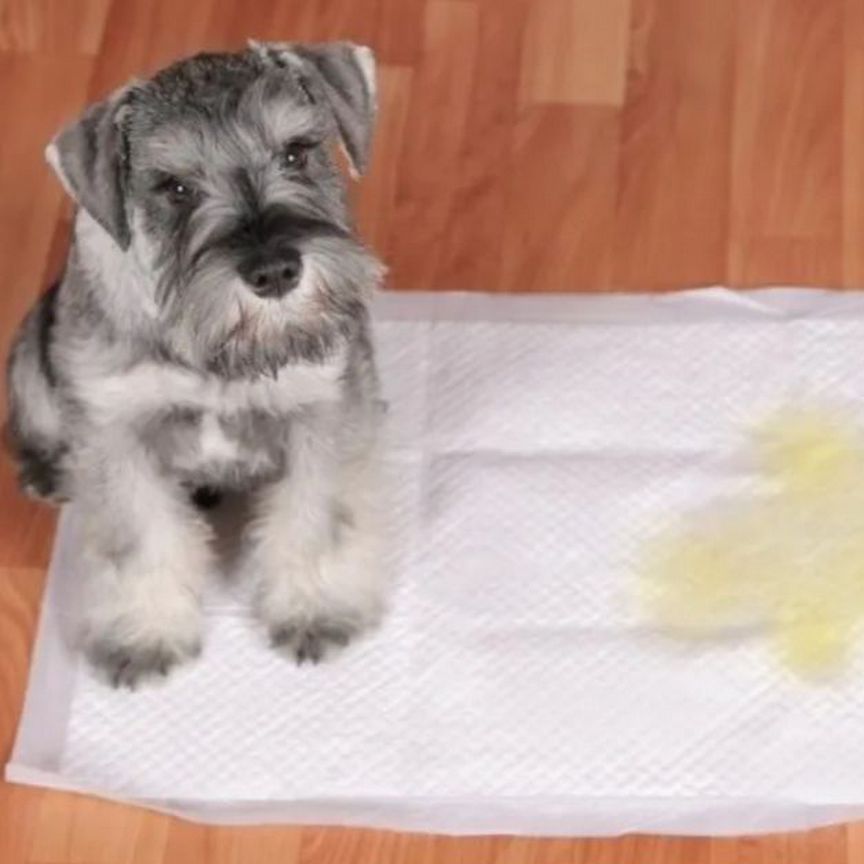 Одноразовые пеленки