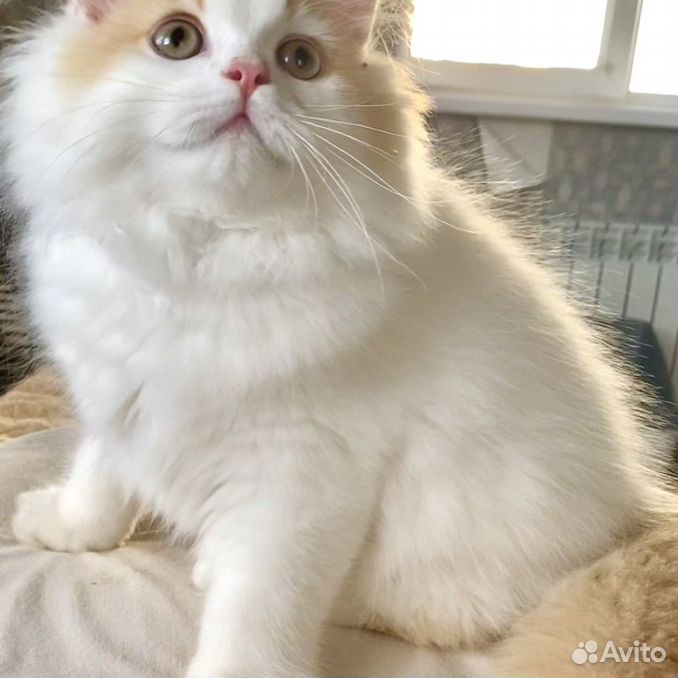 Котик британский биколор