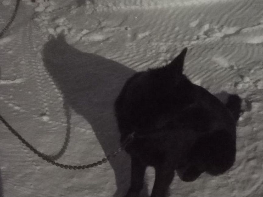 Вязка кобель немецкая овчарка