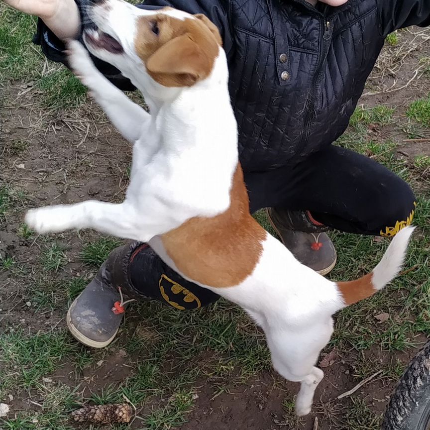 Отдам в добрые руки джек рассел терьера