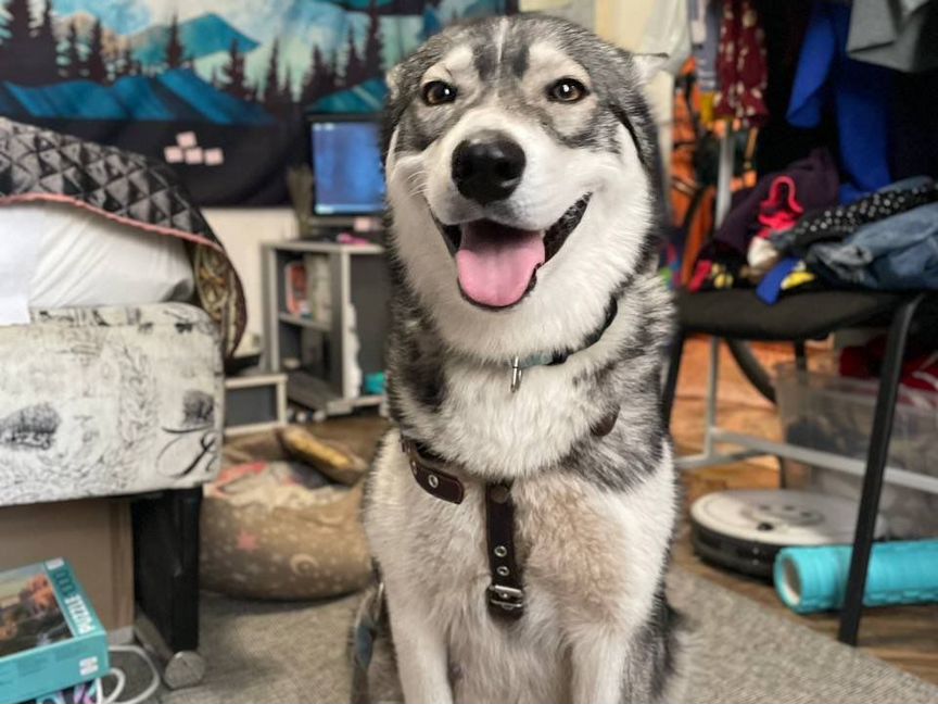 Лайка или Хаски