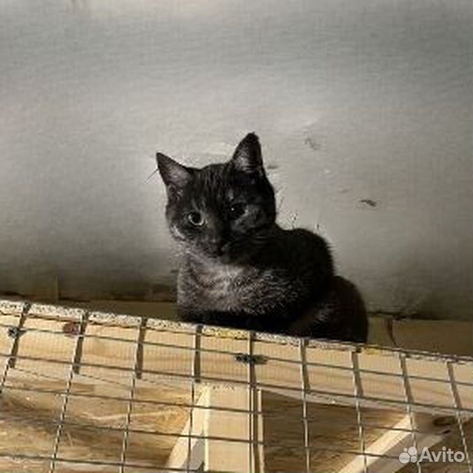 Кошечка Ночка (окрас чёрный дым)