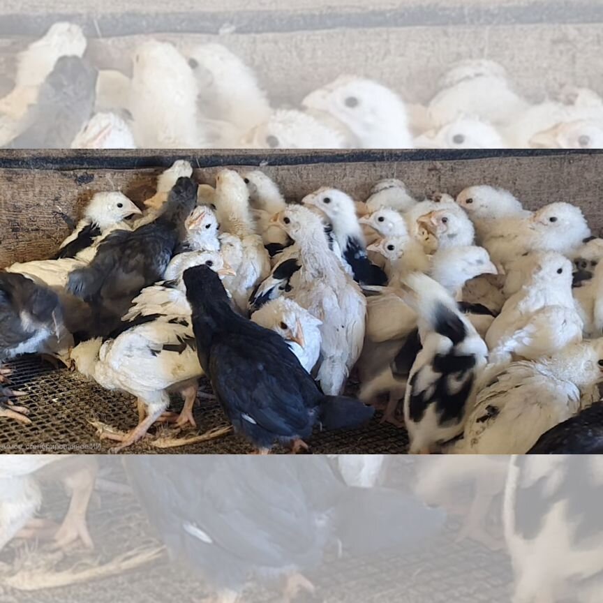 Цыплята подрощенные