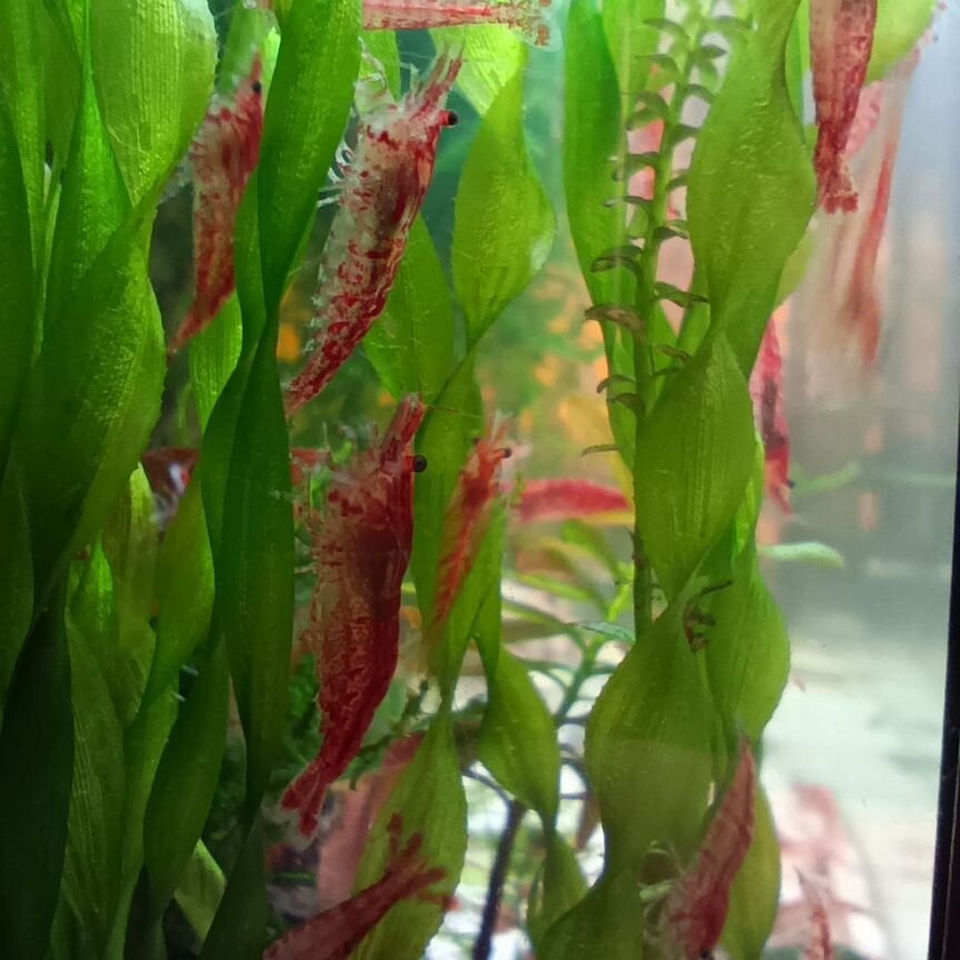 Аквариумные креветки