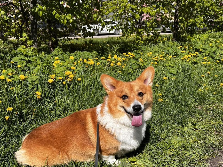 Предлагается для вязки кобель Вельш корги