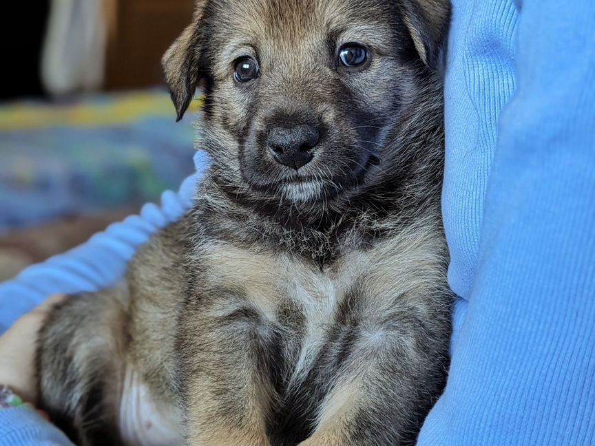 Клёпа ищет хозяина