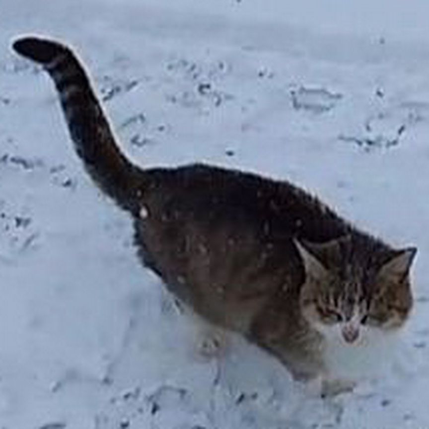 Спасите котят от холода