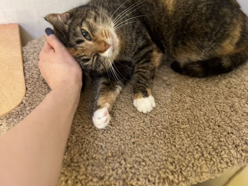 Кошка Булочка