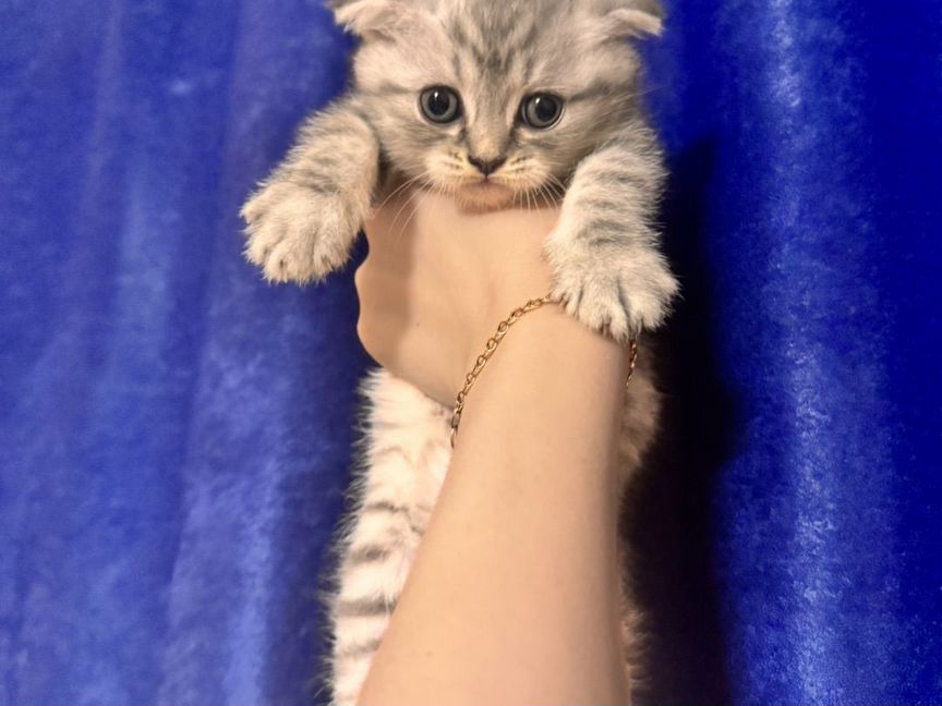 Шотландские вислоухие котята
