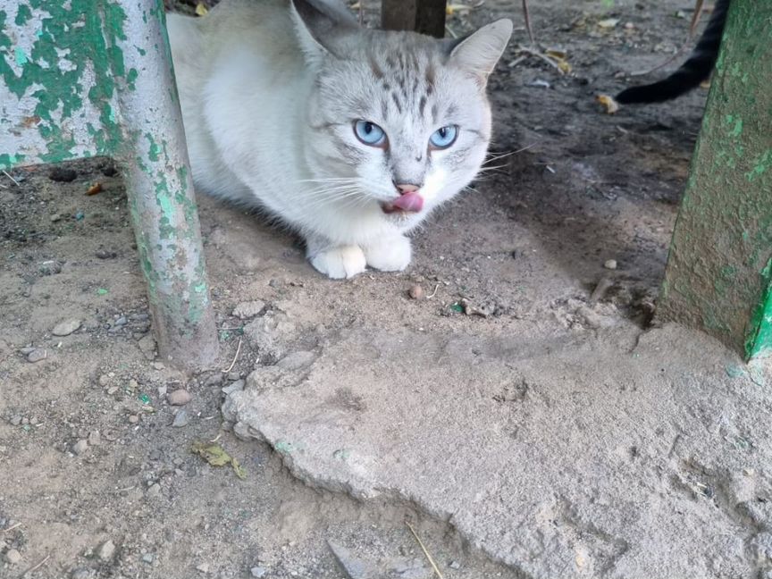 Потеряшка. Кот. Котенок. Кошка. Бесплатно