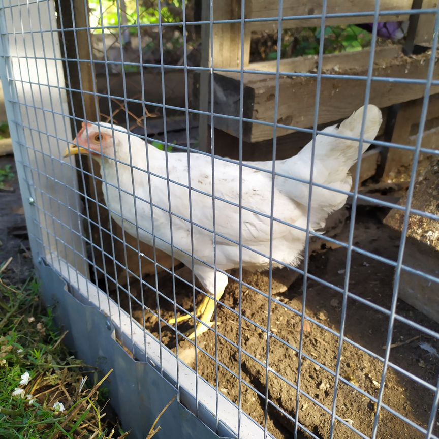 Куры породы леггорн