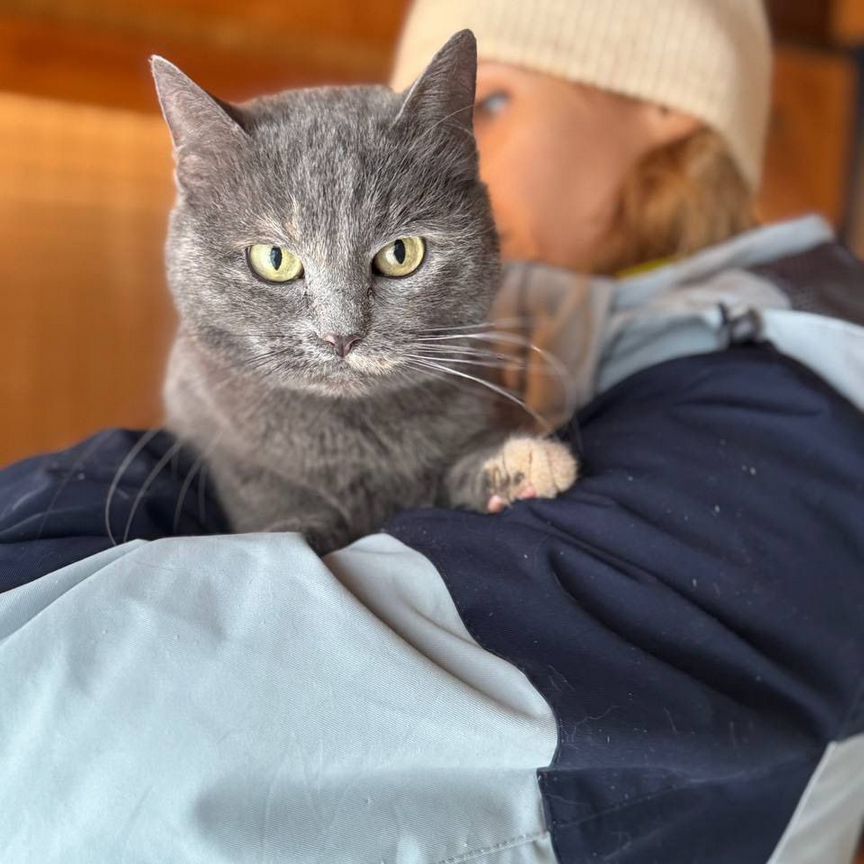 Взрослая, Девочка кошка в добрые руки