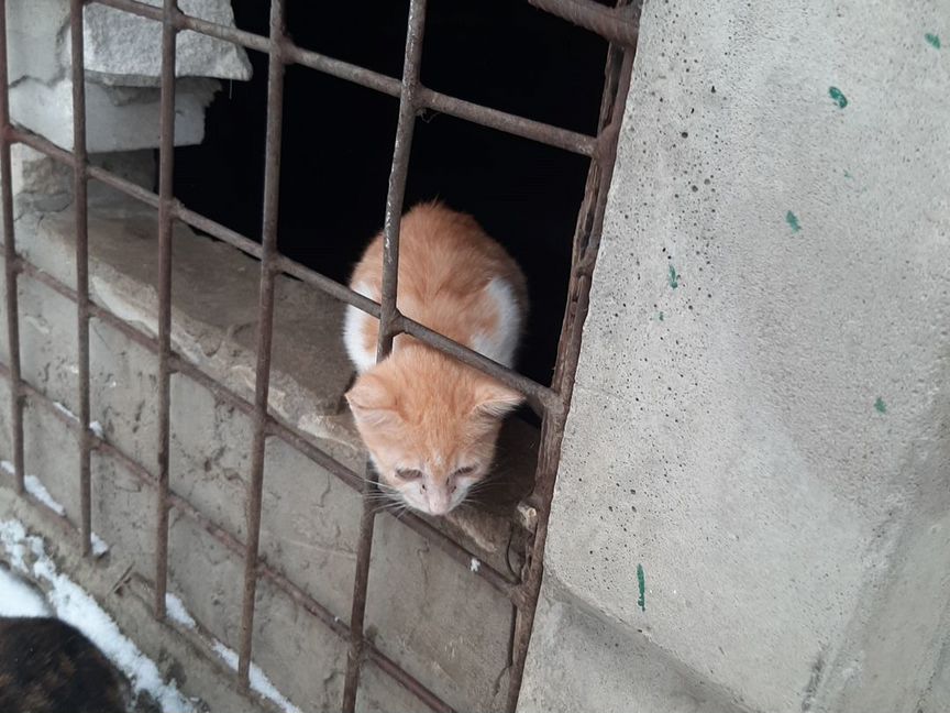 Котёнок в добрые руки