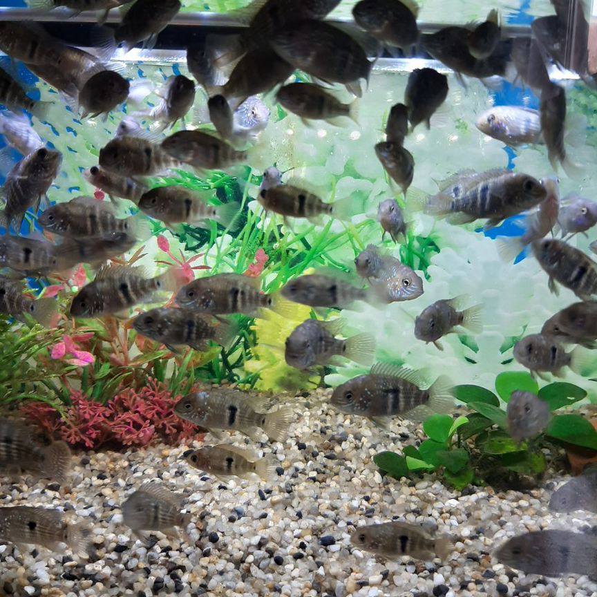 Акара бирюзовая