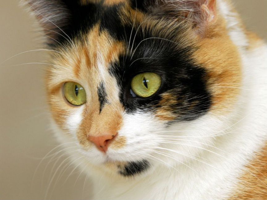 Чья потеряшка кошка бегает