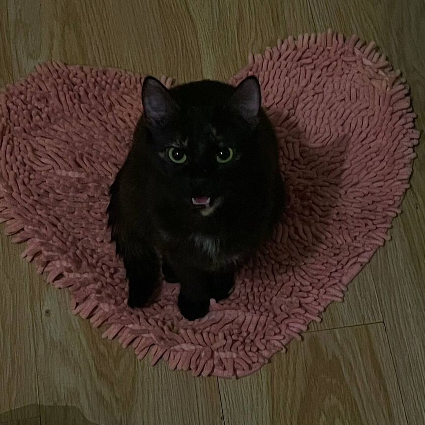Кошка в дар