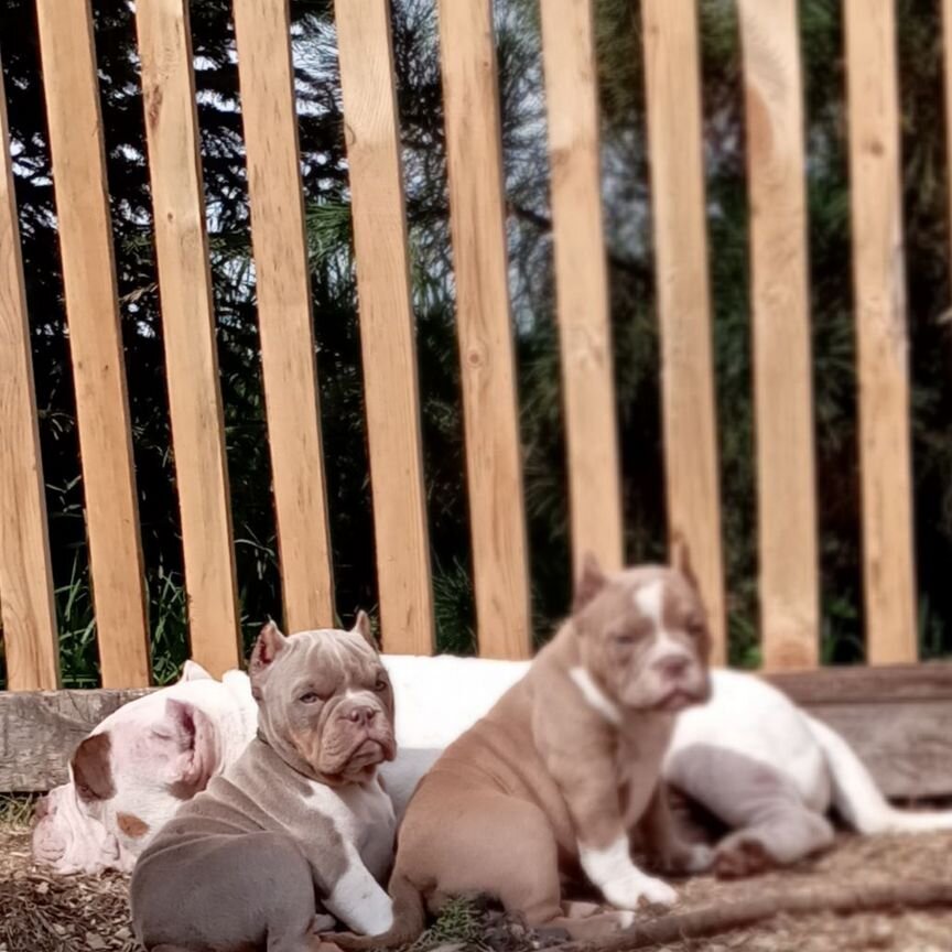 Американский булли покет