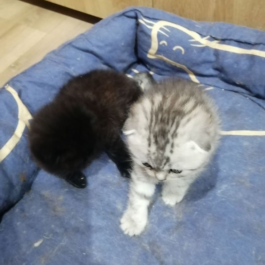 Вислоухие котята