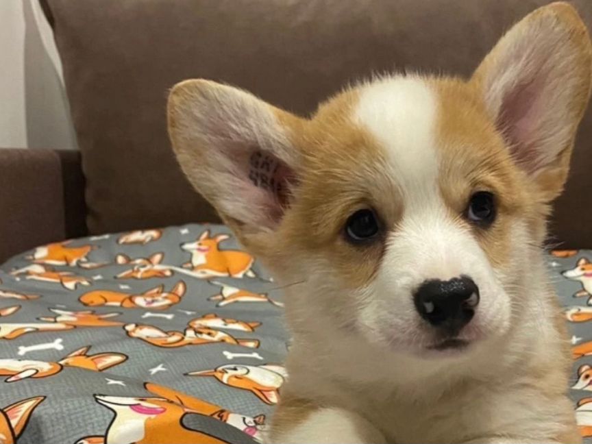 Щеночки Вельш корги Пемброк